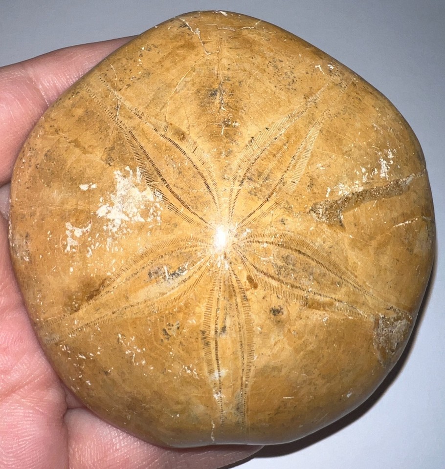 Dinosaur Era Fossil Polished SAND DOLLAR Lot 3+ Inches One Per Order | eBay