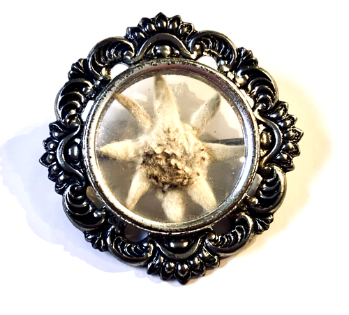 Rare antique Victorian encapsulated Edelweiss flower brooch pin ...