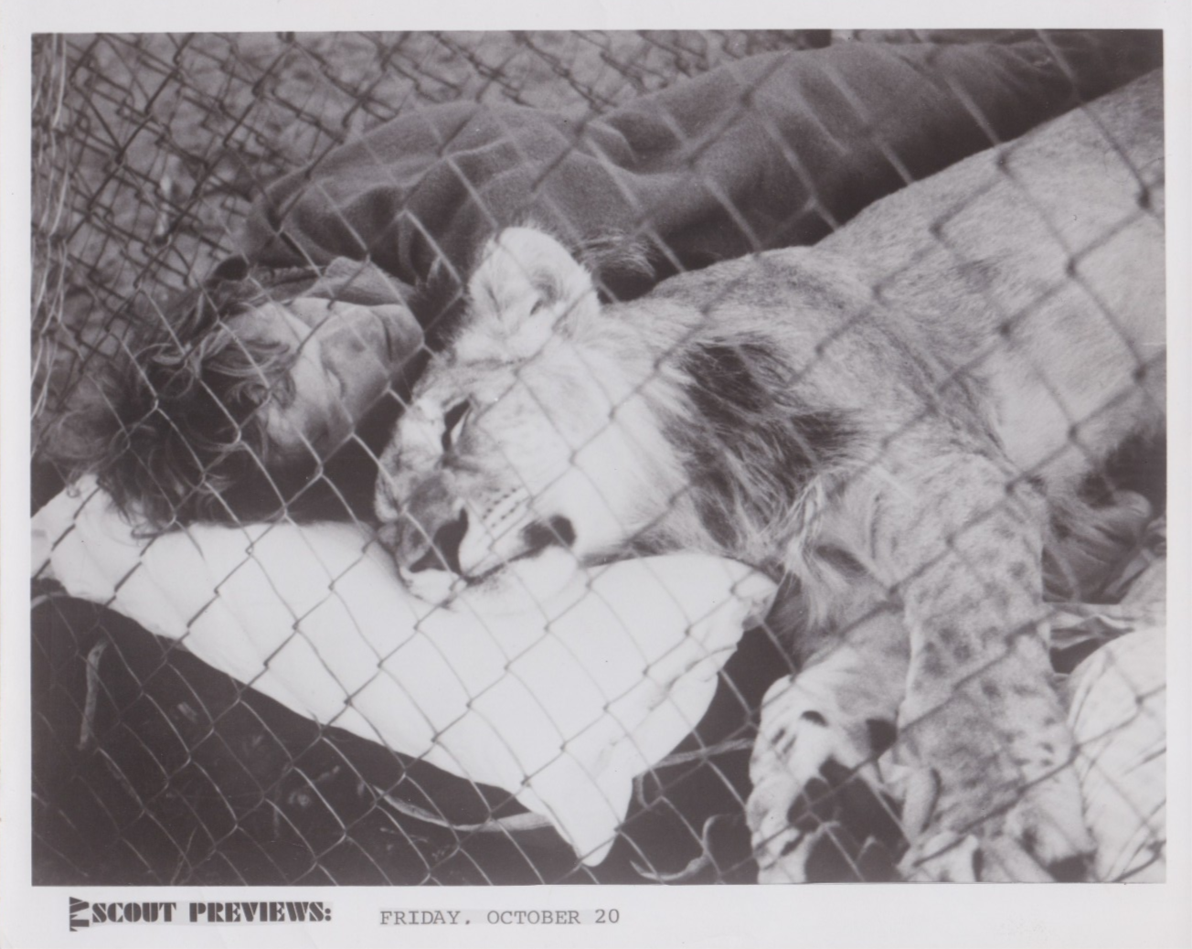 1972 Press Photo Christian the Lion & John Rendall star in "Lion at ...