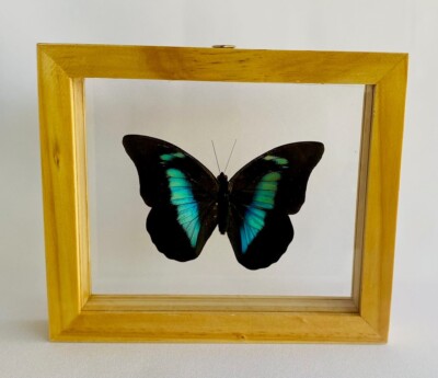 Framed butterfly Worldwide Insects- Banded King Shoemaker (Prepona ...