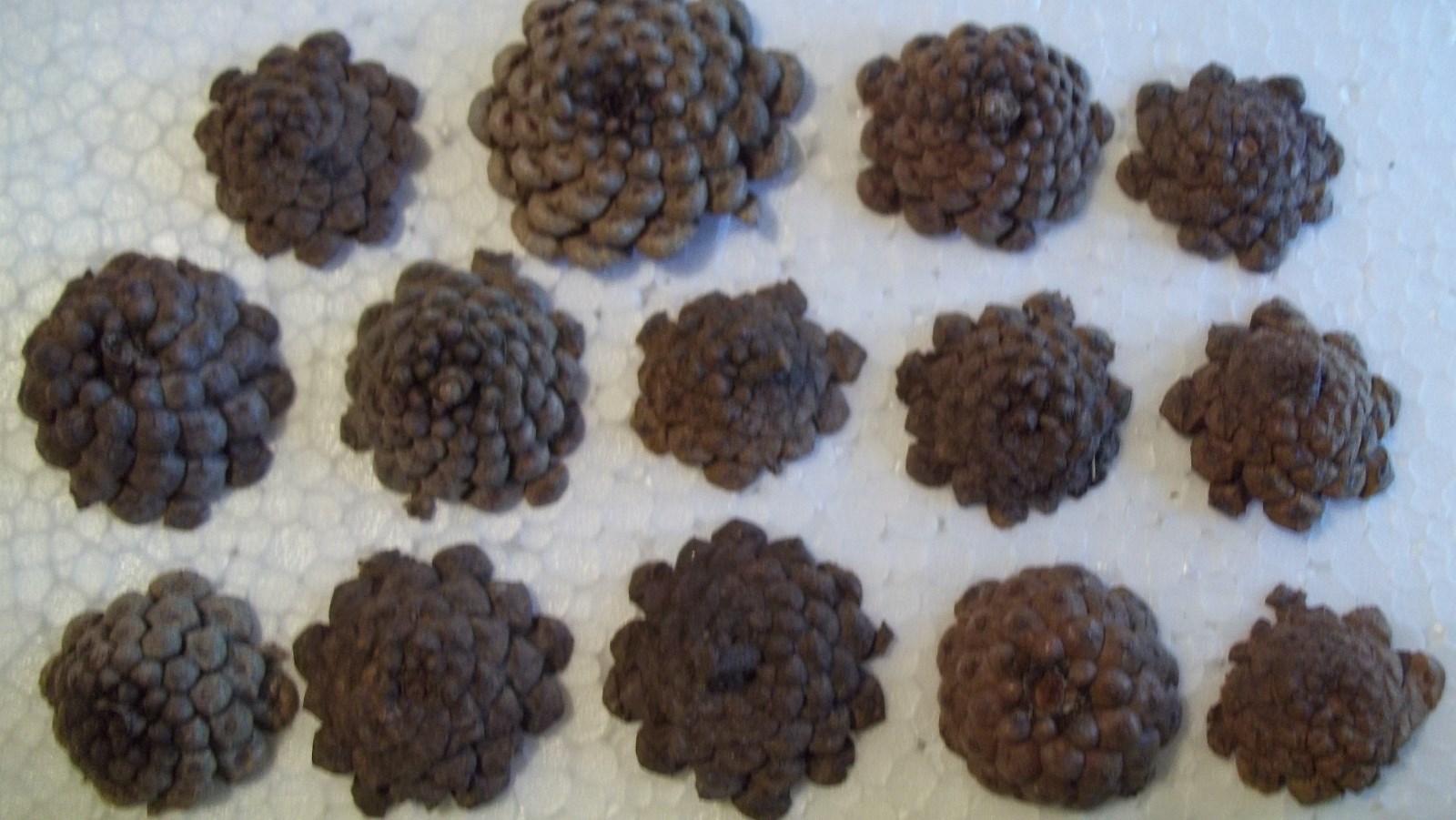Pine Cone Halves, Slices, Bottoms or Cross Sections, For Crafts or ...