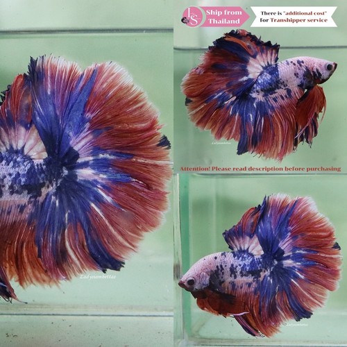 Live Tropical Betta Fish -- Blue Peach Halfmoon Male | eBay