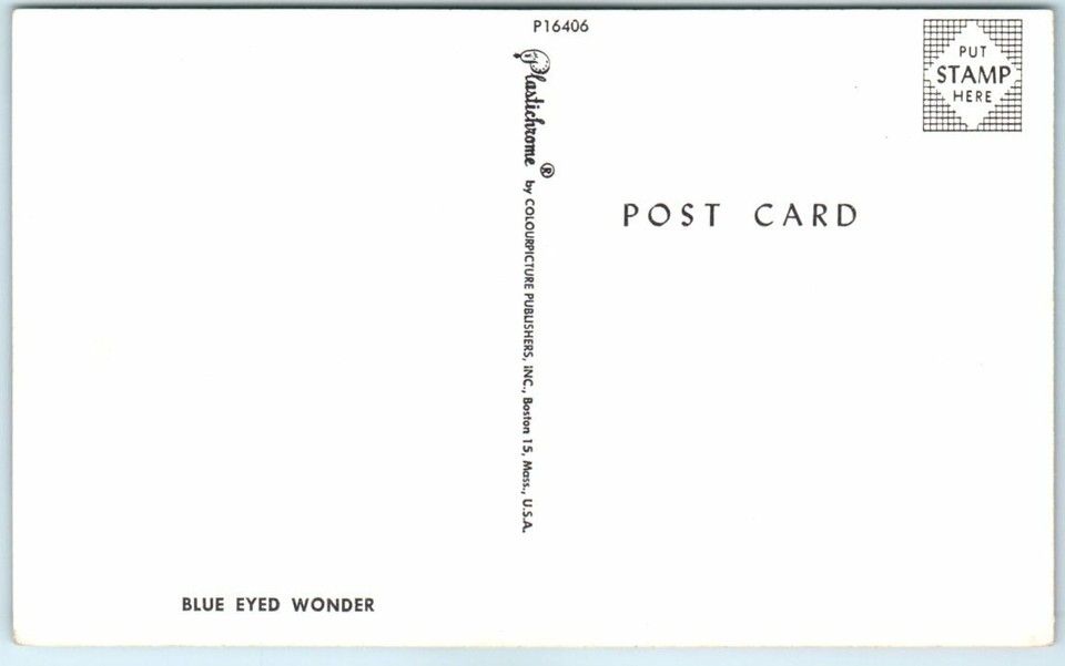 Postcard - Blue Eyed Wonder | eBay