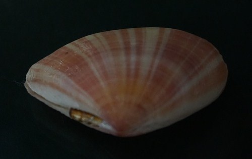 Tellina Virgata 56 mm F+++ "VERY NICE PINK Angelic Beauty PATTERN WOW ...