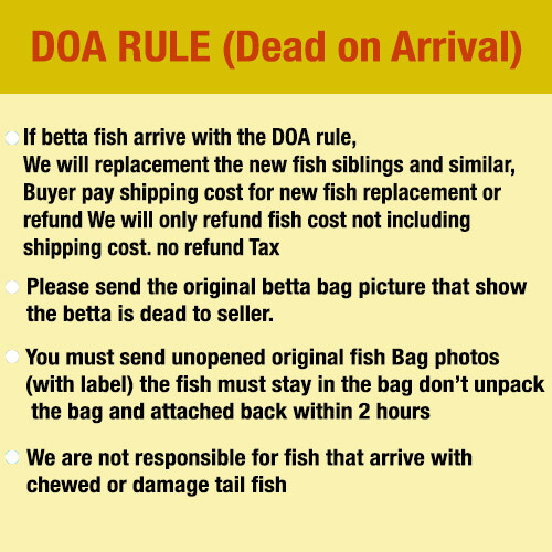 Live Betta Fish Koi Female Hmpk - IMPORT FISH FROM THAILAND PA162 | eBay