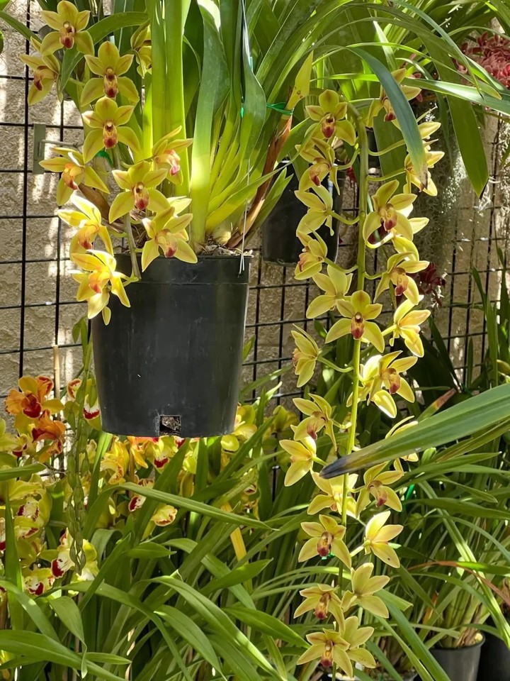 Cymbidium Len Southward ~ 5" Pot | eBay