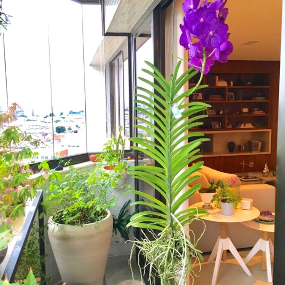 Vanda Pots Orchid Garden Black Plastic Hanging Compatible Mesh Net ...