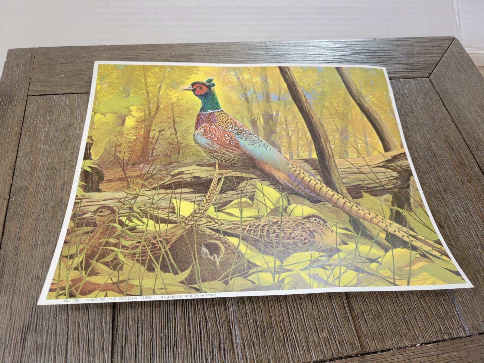 Vintage AUGUST HOLLAND Pheasant in Nature King Of The Glen Print 705 | eBay