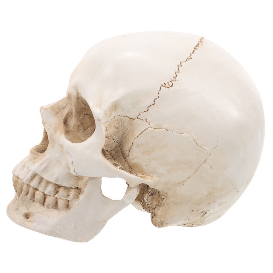 Medical Skull Model Detachable Human Skull Model Realistic Human Skull ...