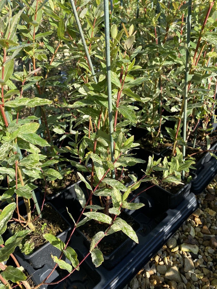 SALIX FLAMINGO WILLOW TREE HARDY GARDEN PLANT 9CM POT PINK WHITE GREEN ...