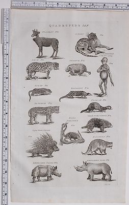 1788 ANTIQUE PRINT QUADRUPEDS PANTHER OTTER PANGOLIN PORCUPINE POLE-CAT ...