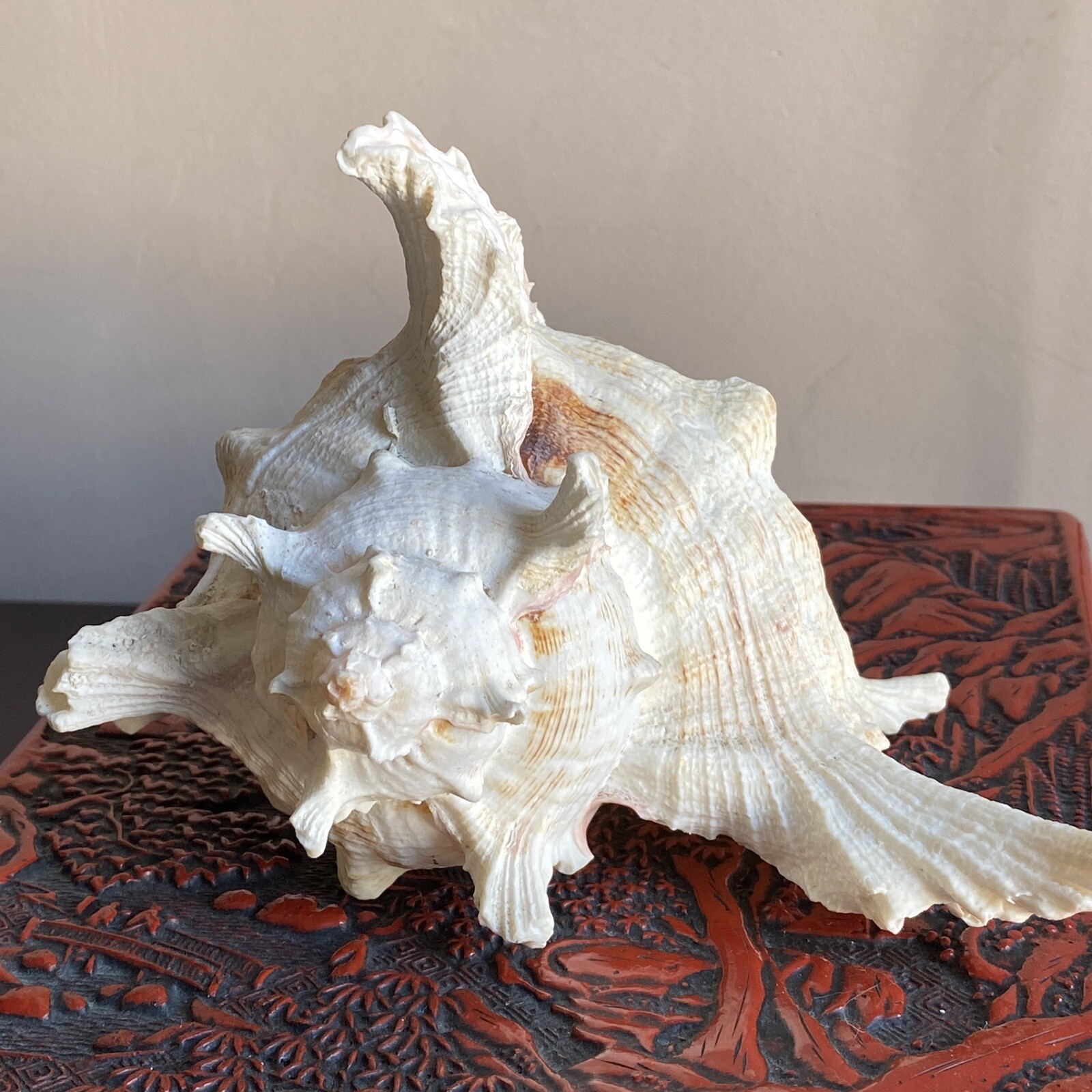 murex ramosus large spiked sea shell conch | eBay