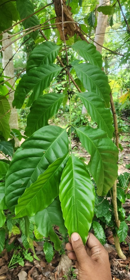 Dried Coffee Leaves Kaffee Ceylon Tea Joe Brew Cup o' Joe Java juice 50 ...