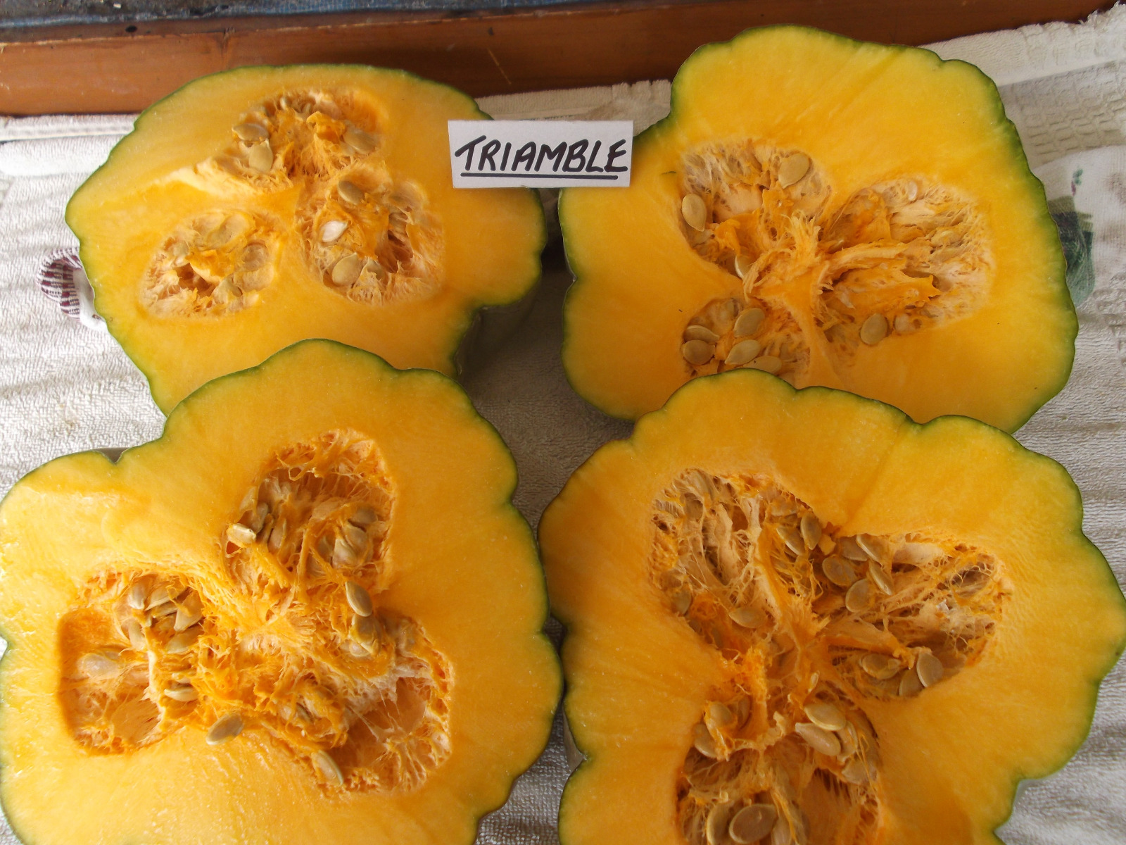 Pumpkin TRIAMBLE-Pumpkin Seeds-HUGELY UNDERRATED AUSSIE-Min 8 SEEDS ...