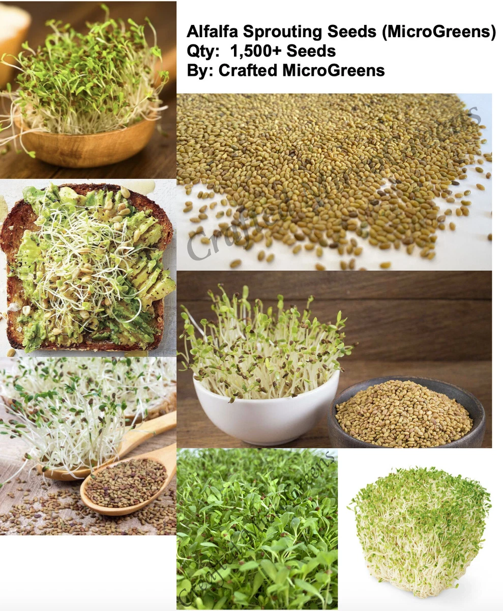Alfalfa Sprouts Seeds