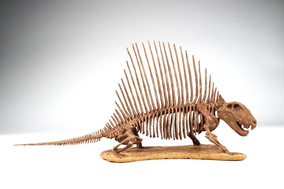 1:18 Scale Dimetrodon Skeleton Model 3D Printed Dinosaur Animal Scene ...