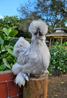Lavender Silkie Chicken NOT FOR SALE Lavender Silkie Pullet 4 Months