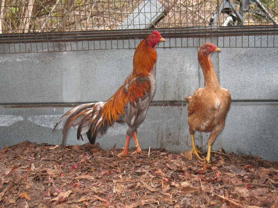 SPUR CUTTING GAUGE + SAW KIT PLUS POULTRY ROOSTER CHICKEN COMPLETE ...