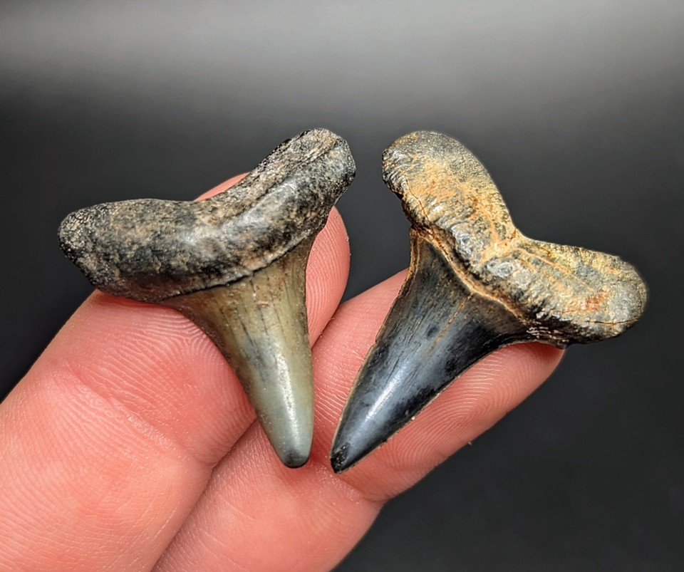 Gorgeous Bargain Pair Of Isurus Retroflexus Mako Shark Teeth SC Gems | eBay