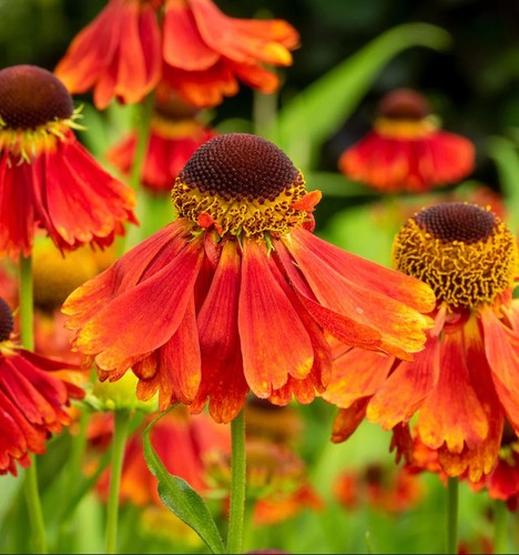 Helenium 'Moerheim Beauty' 'Red Jewel' 'Kanaria' - 3 varieties - Free p ...