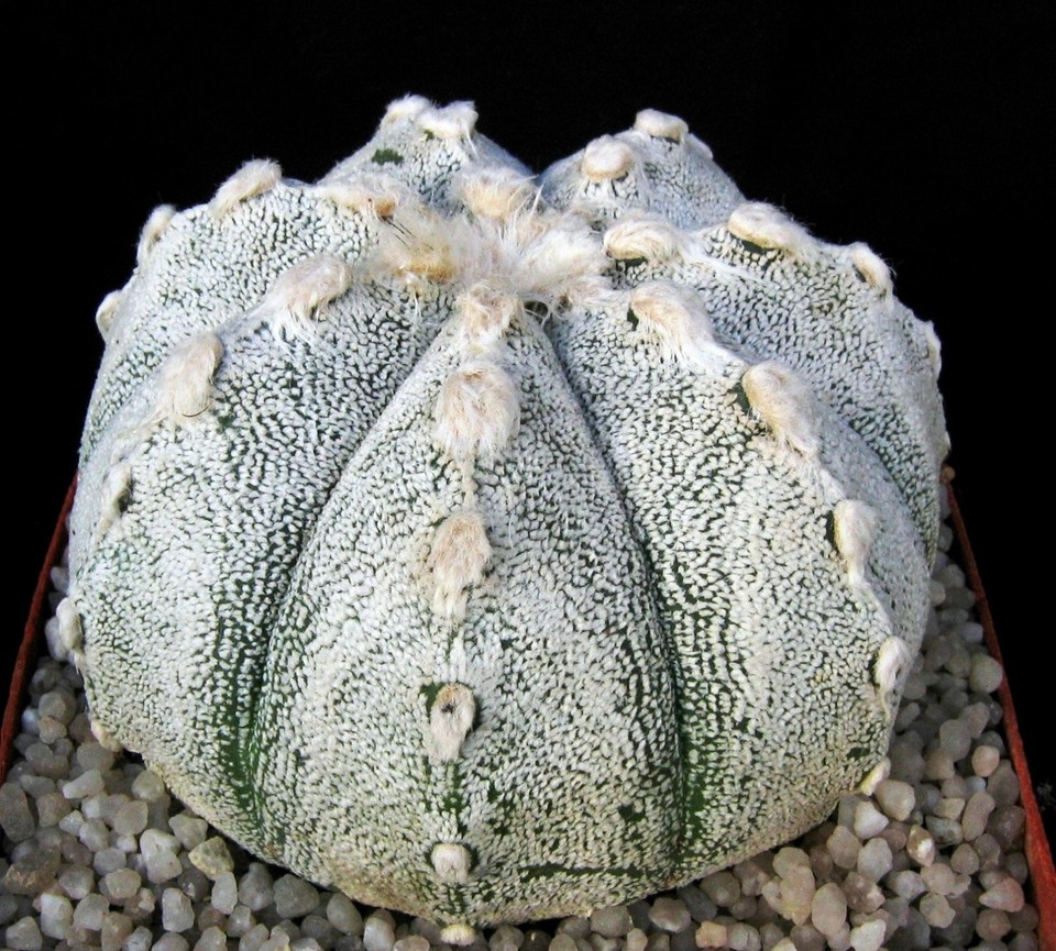 50 Korn Japan cv. NOHAKUTEN Super Kabuto Astrophytum Kakteen Ariocarpus ...