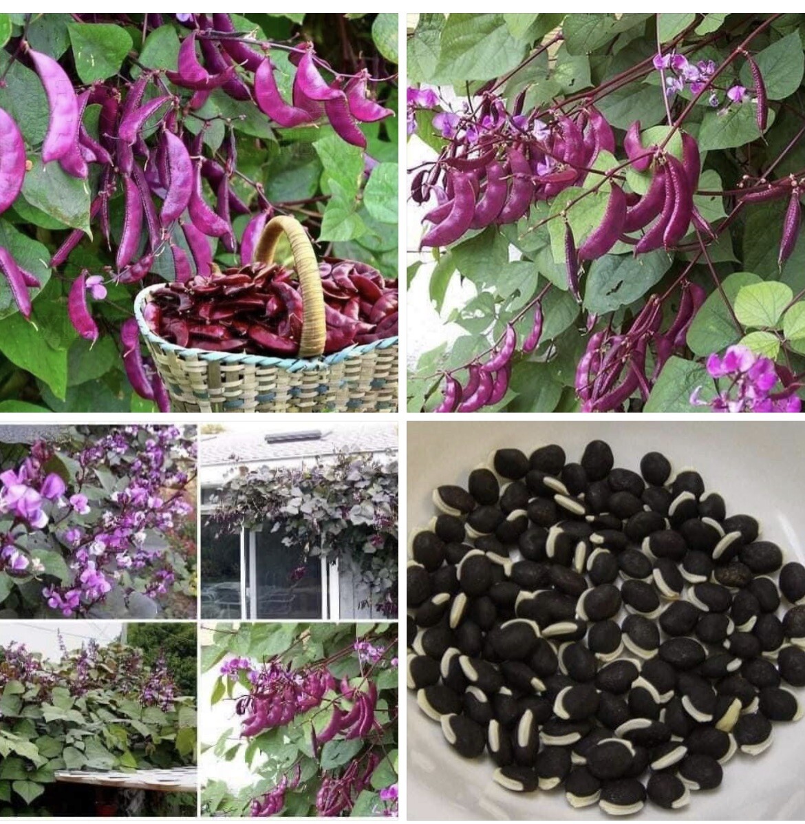 20+ seeds moon purple Hyacinth Bean Seeds dau van tim RARE Bean Purple ...