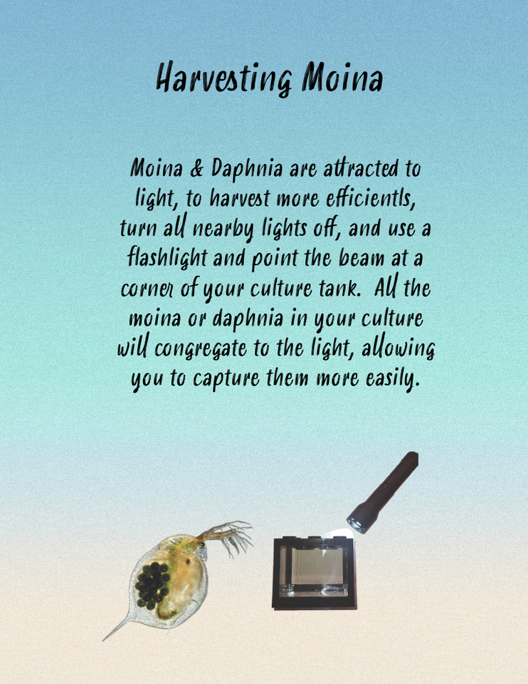 2000+ Live Moina Macrocopa 22oz container, with spirulina and dry yeast ...