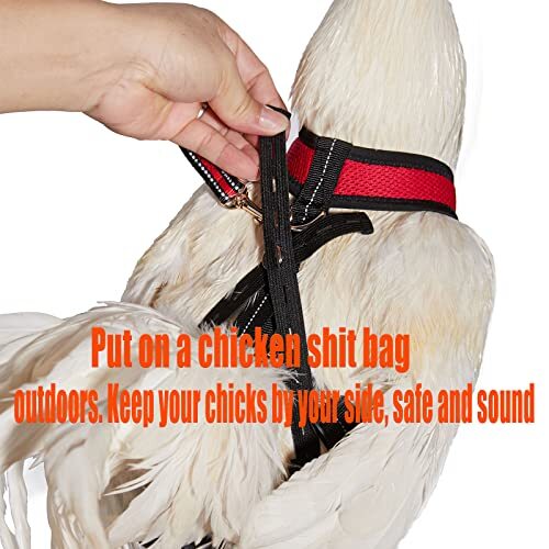 Pet Set for Poultry - Hen Size Chicken Harness Diaper & Matching 5ft ...