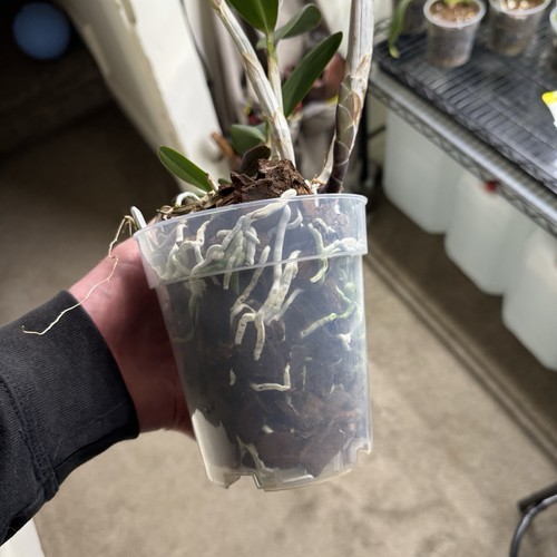 Lc Molten Tiger Cattleya Orchid In Spike And Open Flower | eBay