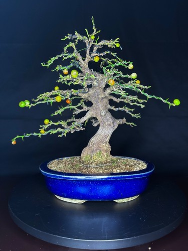 japanese kinzu old rare tree (high Quality) | eBay