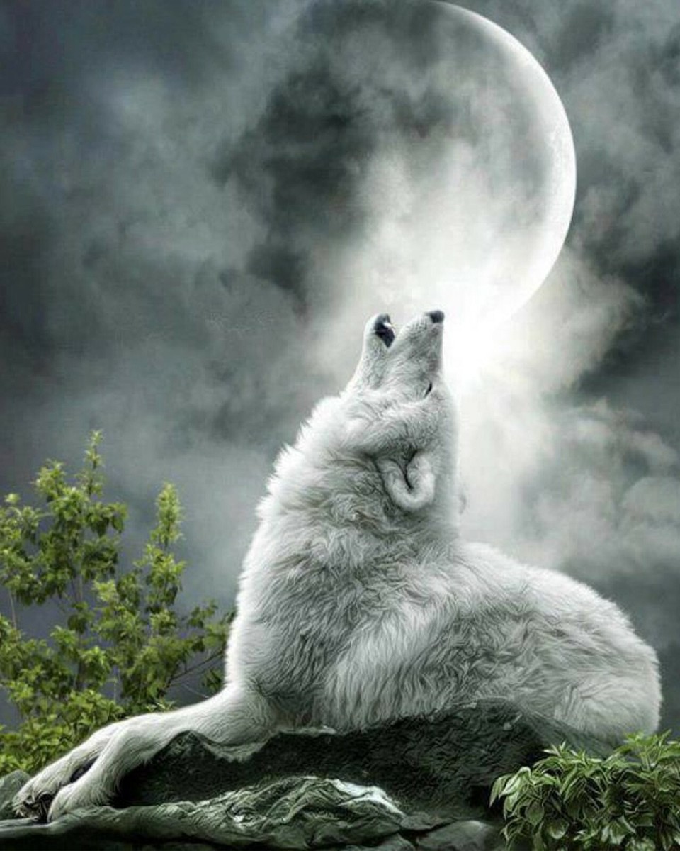Wolf Howling At Full Moon Howl At The Moon Day And Night – Fun