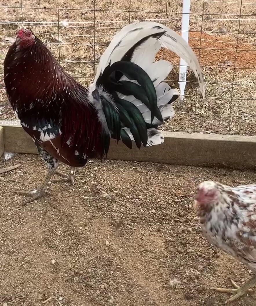 12 Asil Spangled Mclean Hatching eggs. | eBay