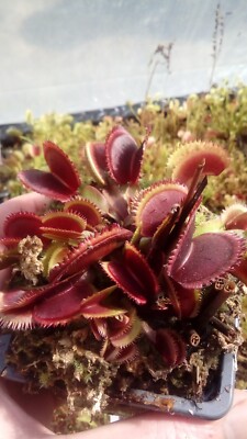 plantes carnivores dionaea Red Sawtooth | eBay