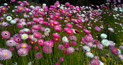 Rhodanthe chlorocephala rosea - Pink Sunray Everlasting - 75 Seeds | eBay