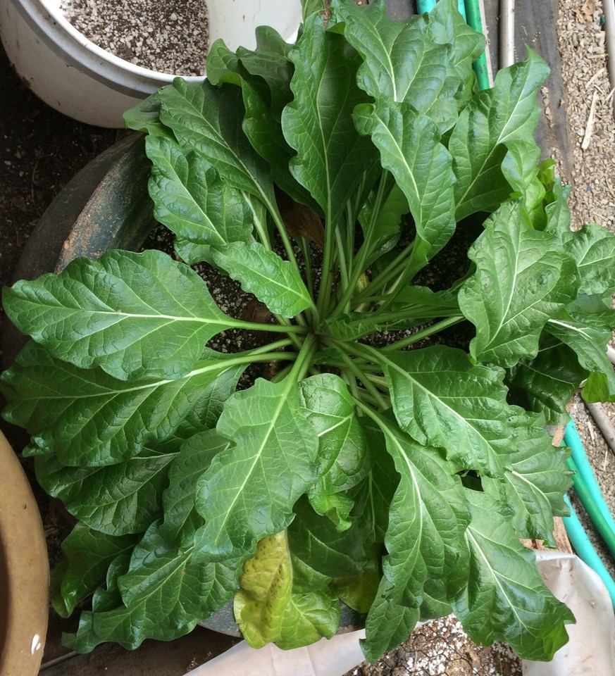 Mandrake Root Oil (Genuine) Mandragora Officinarum Leaf & Root Infused ...