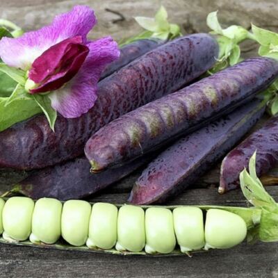 PEA (SHELLING) Purple Podded 10 seeds-1kg HEIRLOOM vegetable garden ...