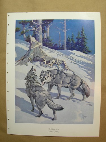 The Timber Wolf - Francis Lee Jaques 1958 Hunting Wildlife Lithographs ...