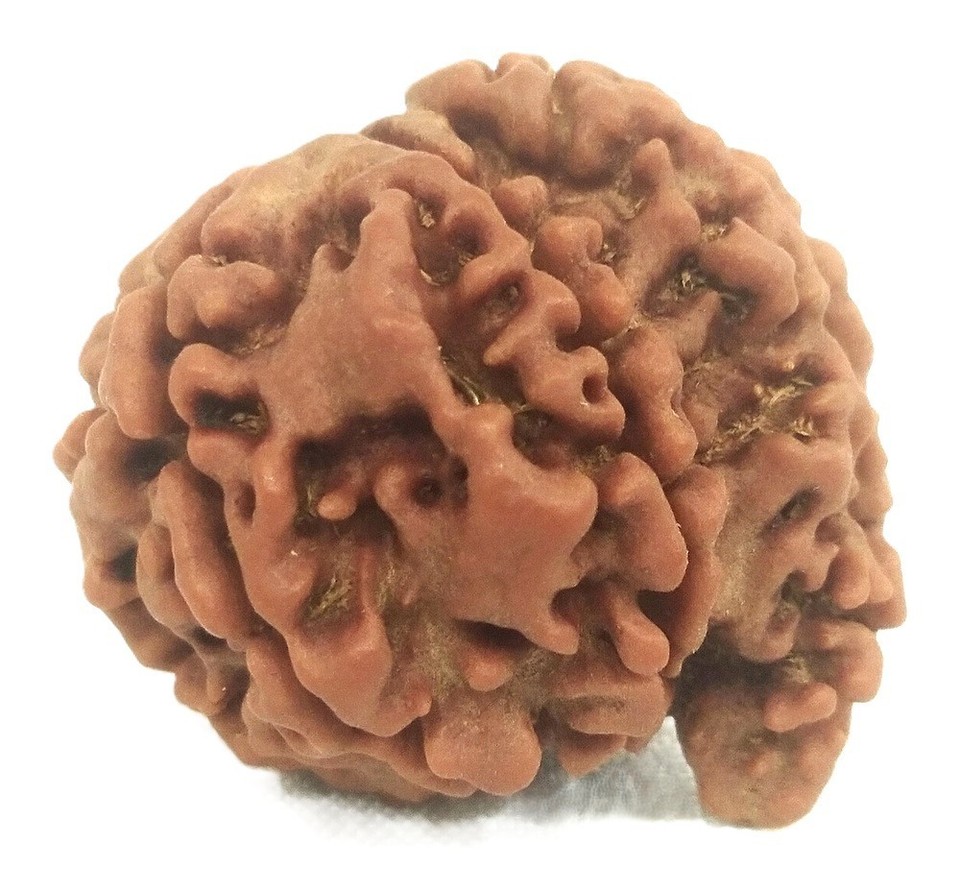 Naag Savar Rudraksha / 1 Mukhi Savar Rudraksha - Nepal Bead - IGL Certified | eBay UK
