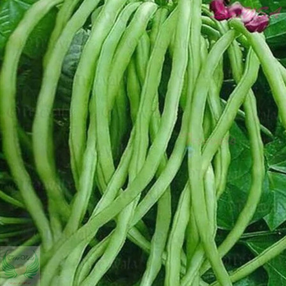 Yardlong Bean, Asparagus Bean, Snake Bean, Chinese Long Bean SEEDS ...