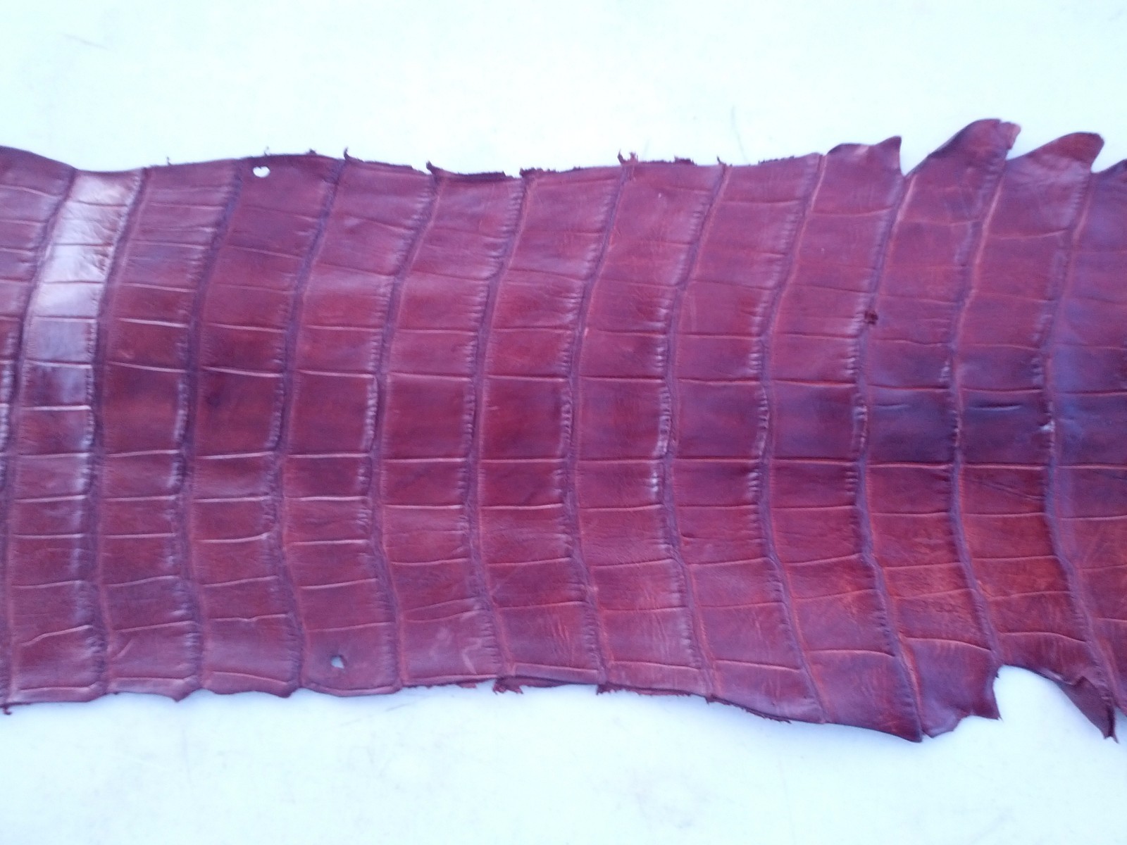 Genuine American Alligator gator Hide Skin Pelt swamp leather accent ...