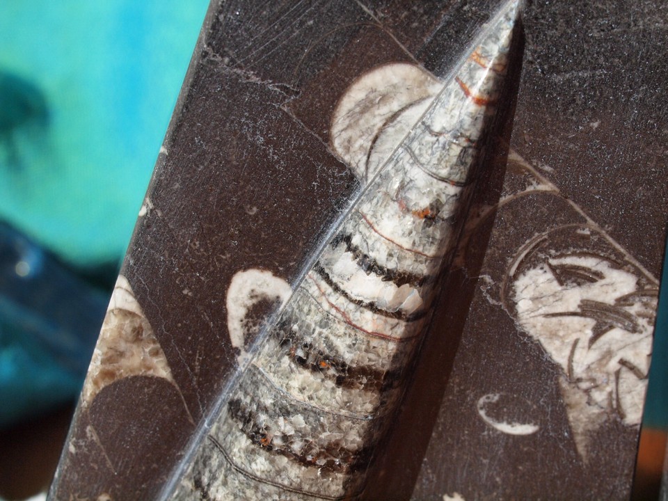 XL Orthoceras and Ammonite Fossil Display Book Ends 40 Mil Yrs | eBay