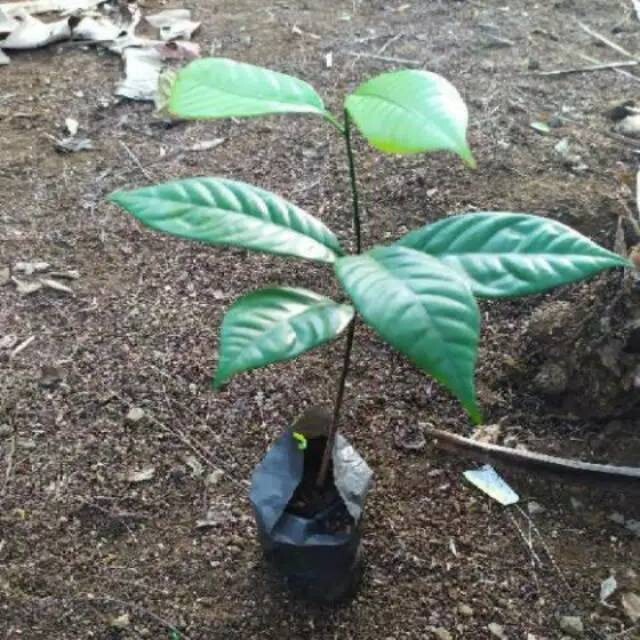 Grafteed Nutmeg Pala ( Myristica Fragrans ) Myristicaceae Tree Free ...