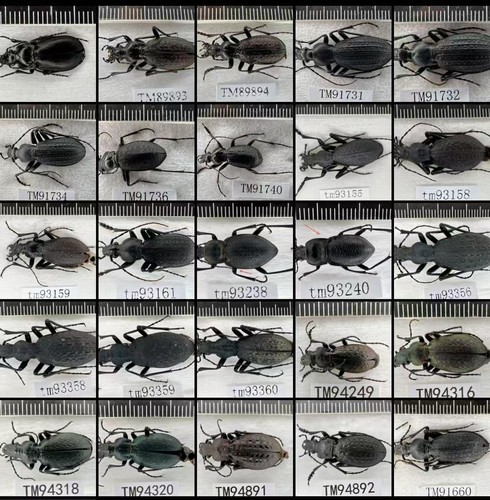 Carabidae carabus 25pcs CHINA mix with complete date | eBay