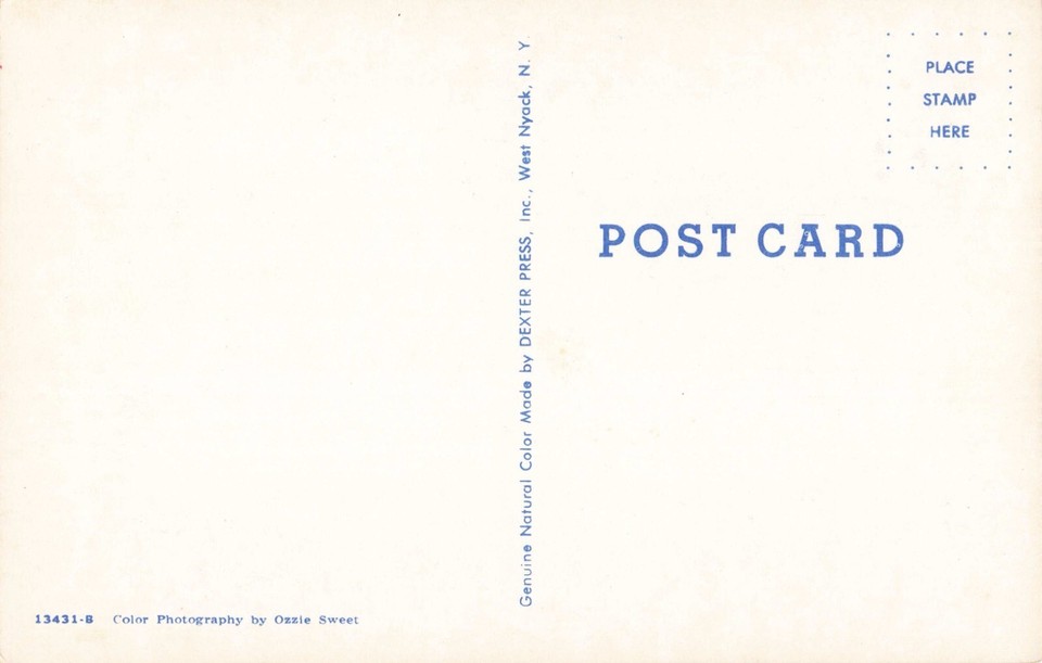 Admiration, Cute Little Girl Yellow Dress, Baby Birds in Nest, Vintage ...