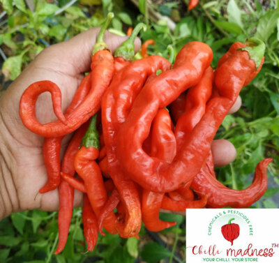 Chilli Romanian Sweet Long Pepper Sustainably Grown in Australia 10 ...