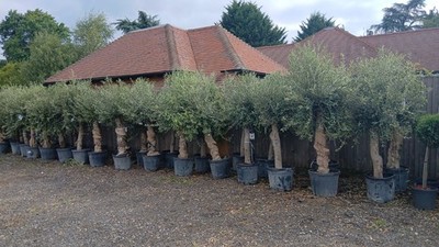 Olive Tree Standard Lollipop Approx 6ft+ Tall 45L UK Hardy EXTRA LARGE ...