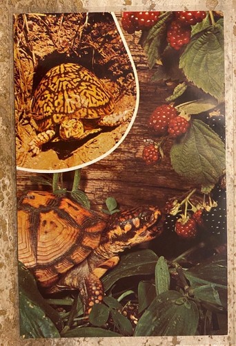Vintage Turtle Postcard With Nature Photography & Berry Imagery | eBay
