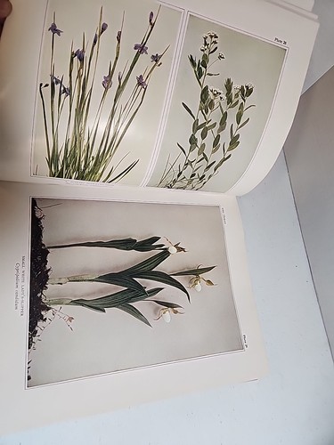 Wild Flowers by Homer D. House 1935 The Macmillan Company with dust ...