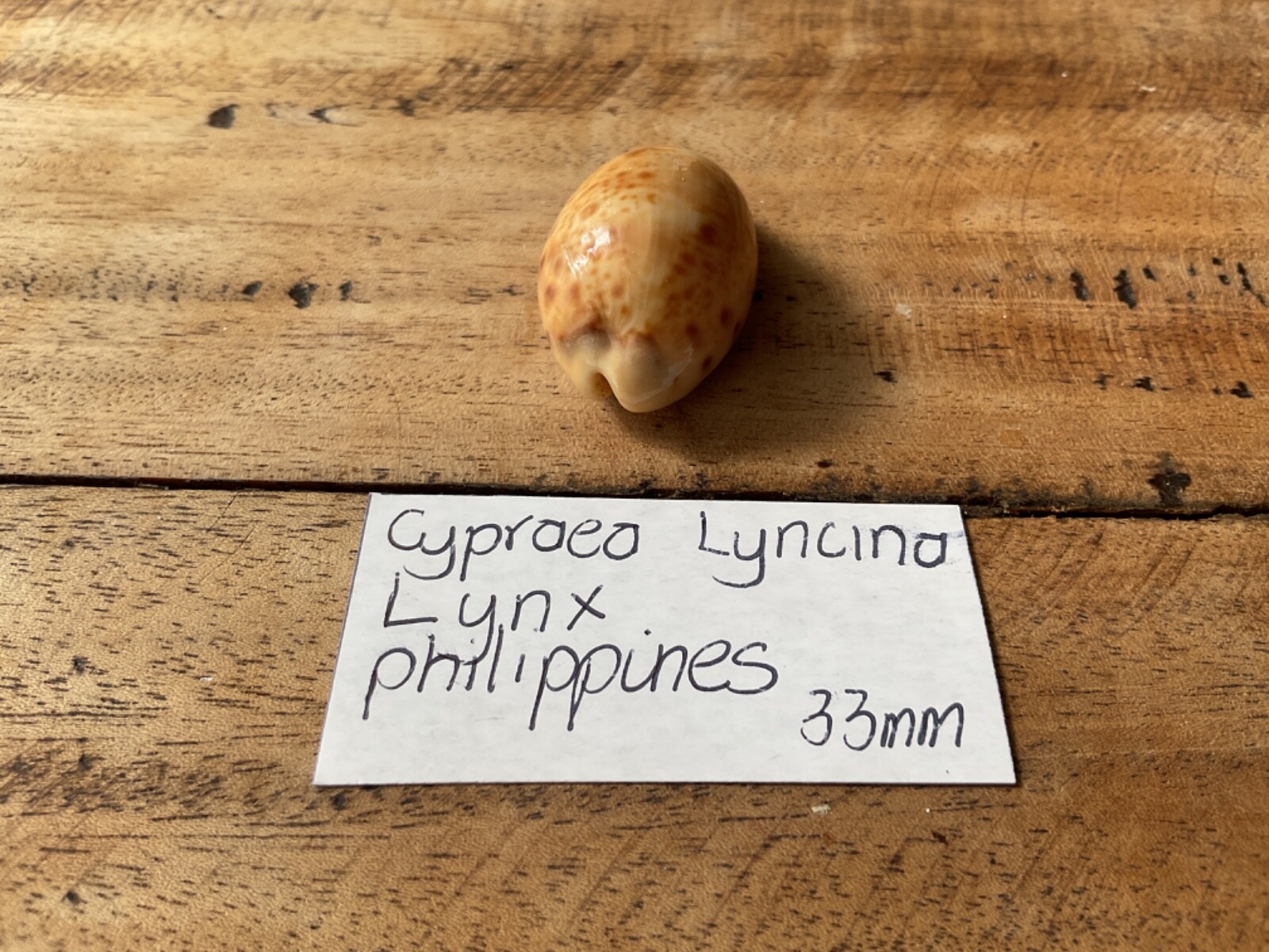 Cypraea Lyncina Lynx Golden Colour - Cowrie Shell - Collector Specimen ...