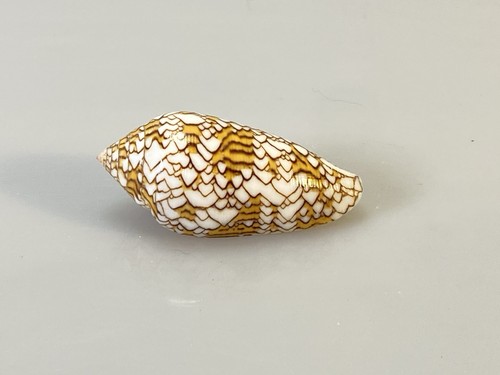 Conus textile (Linnaeus, 1758) "HAWAIIAN ISLANDS!" (56mm) Cloth Of Gold ...